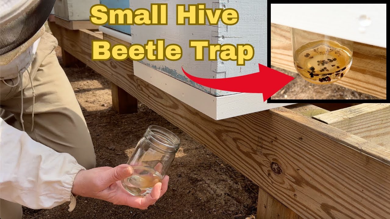 Build A Bee Hive Bottom Board With Small Hive Beetle Traps